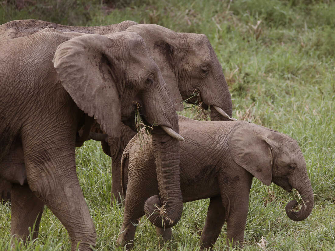 Baby Elephant Playing In Waves