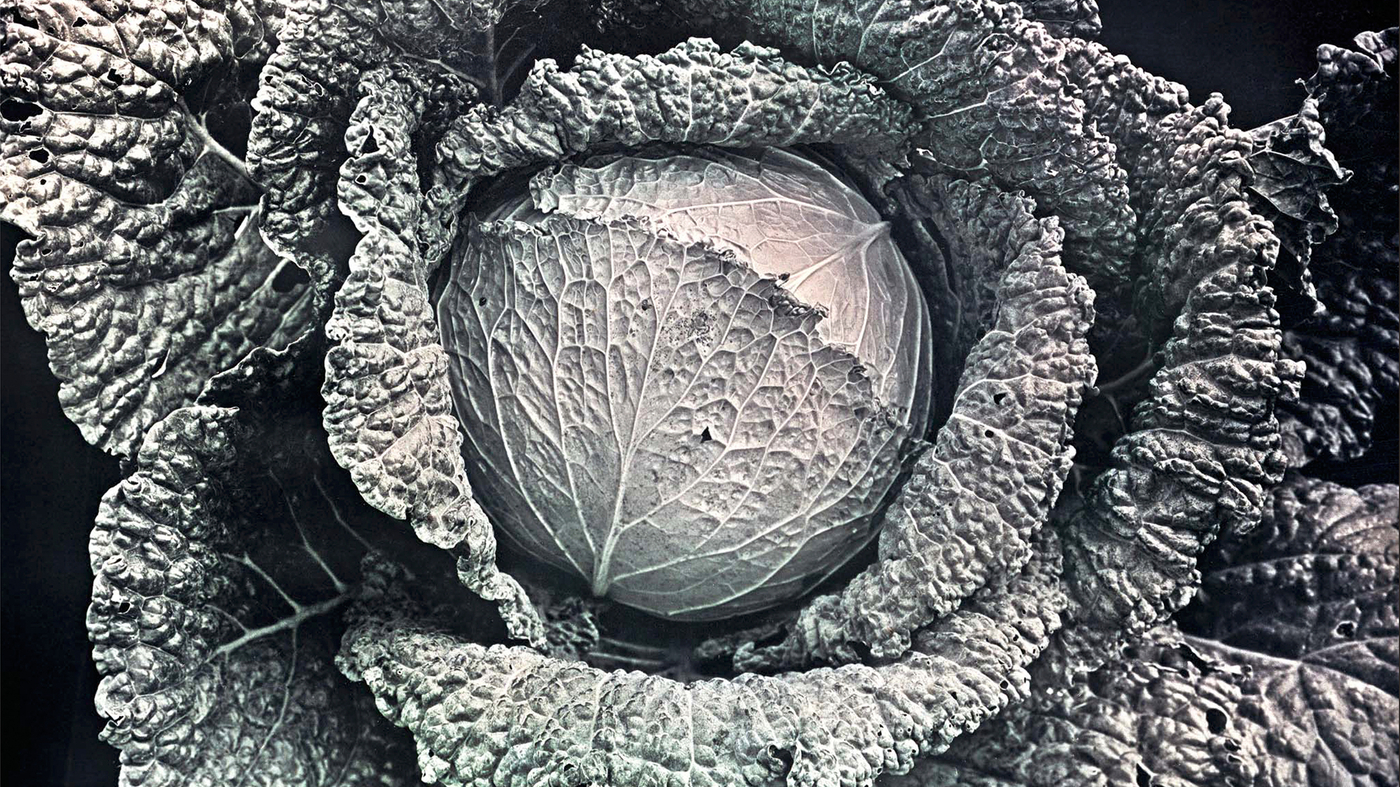 In 'Heirloom Harvest,' Old-School Portraits Of Vegetable Treasures ...