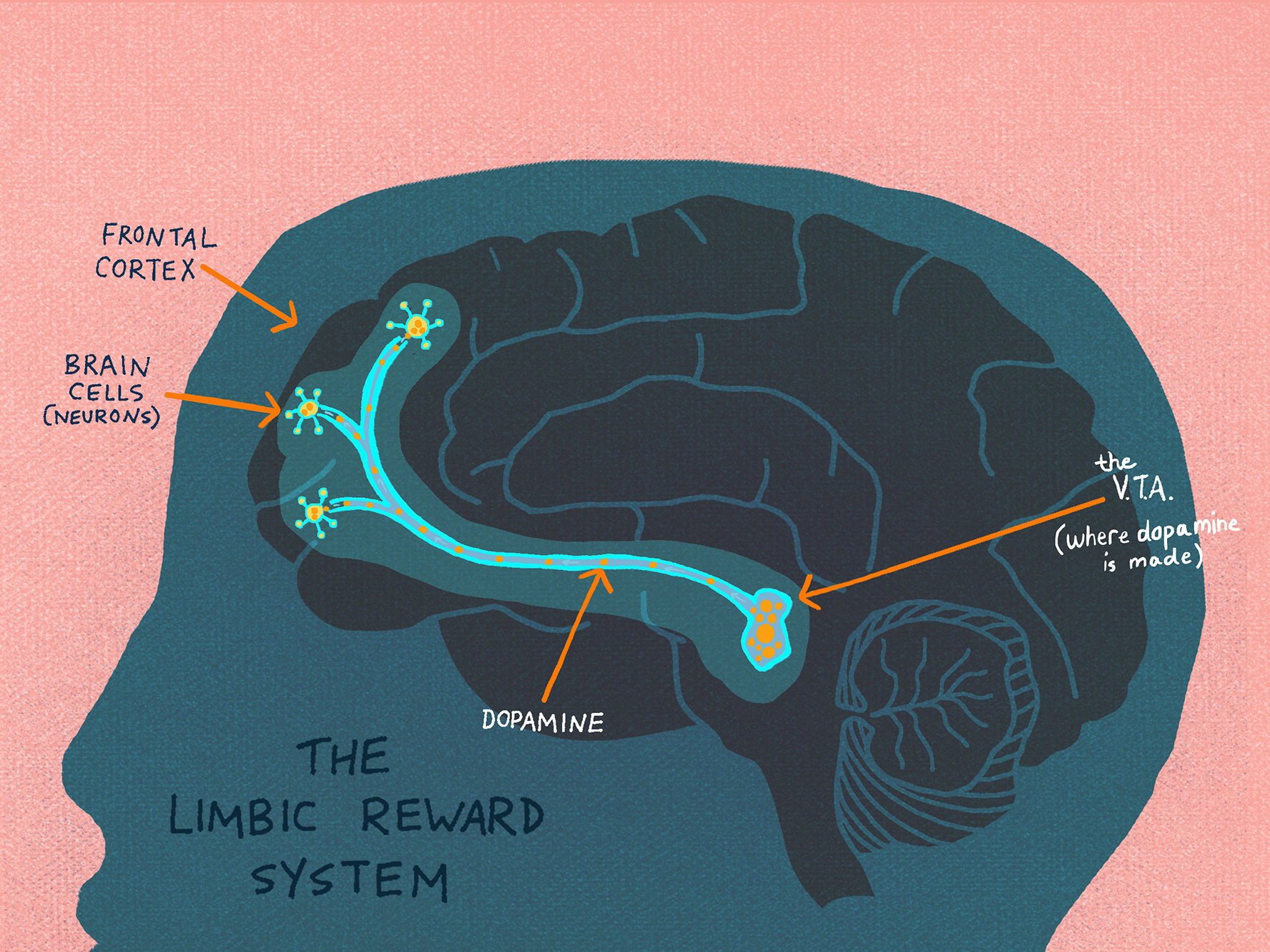 Anatomy Of Addiction: How Heroin And Opioids Hijack The Brain | NCPR News