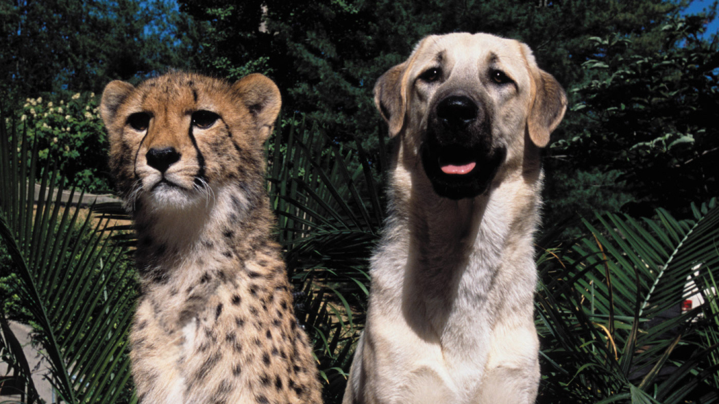 Sarah The Cheetah, World's Fastest Land Animal, Dies At 15 : The Two ...