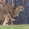 New Research Suggests Why Mid-Sized Animals Are The Fastest : The Two ...