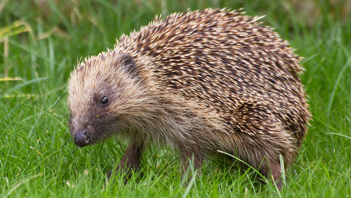 British Homeowners Build A New Superhighway — For Hedgehogs : Parallels ...