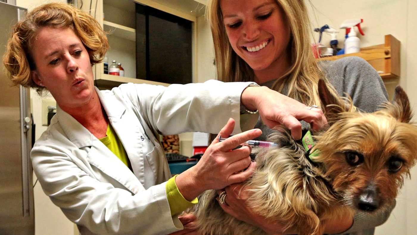 Dog Flu Virus Spreading Across The United States : Shots - Health News ...