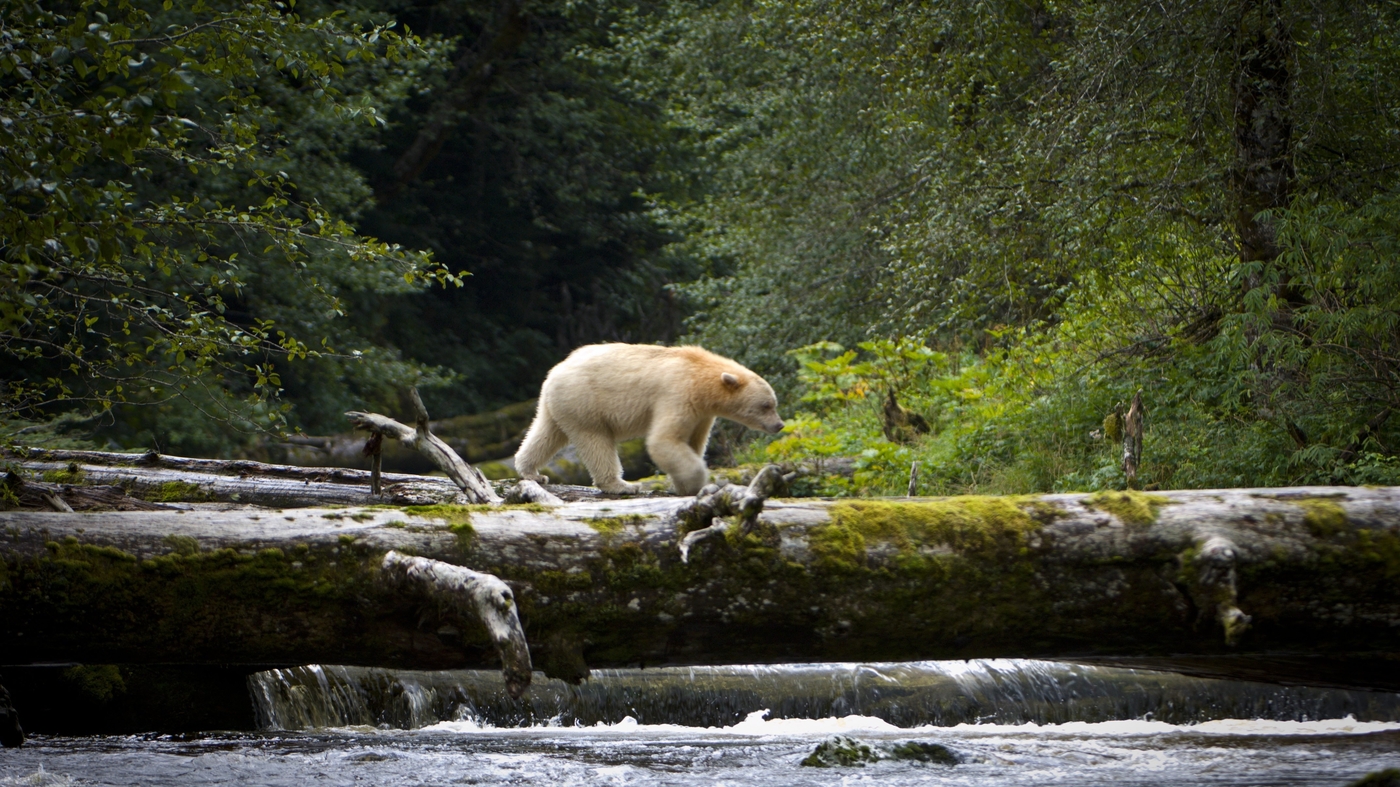 Landmark Deal Protects Over 9 Million Acres Of Canadian Rain Forest ...