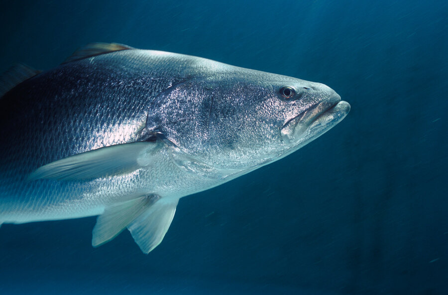 Totoaba - Alchetron, The Free Social Encyclopedia