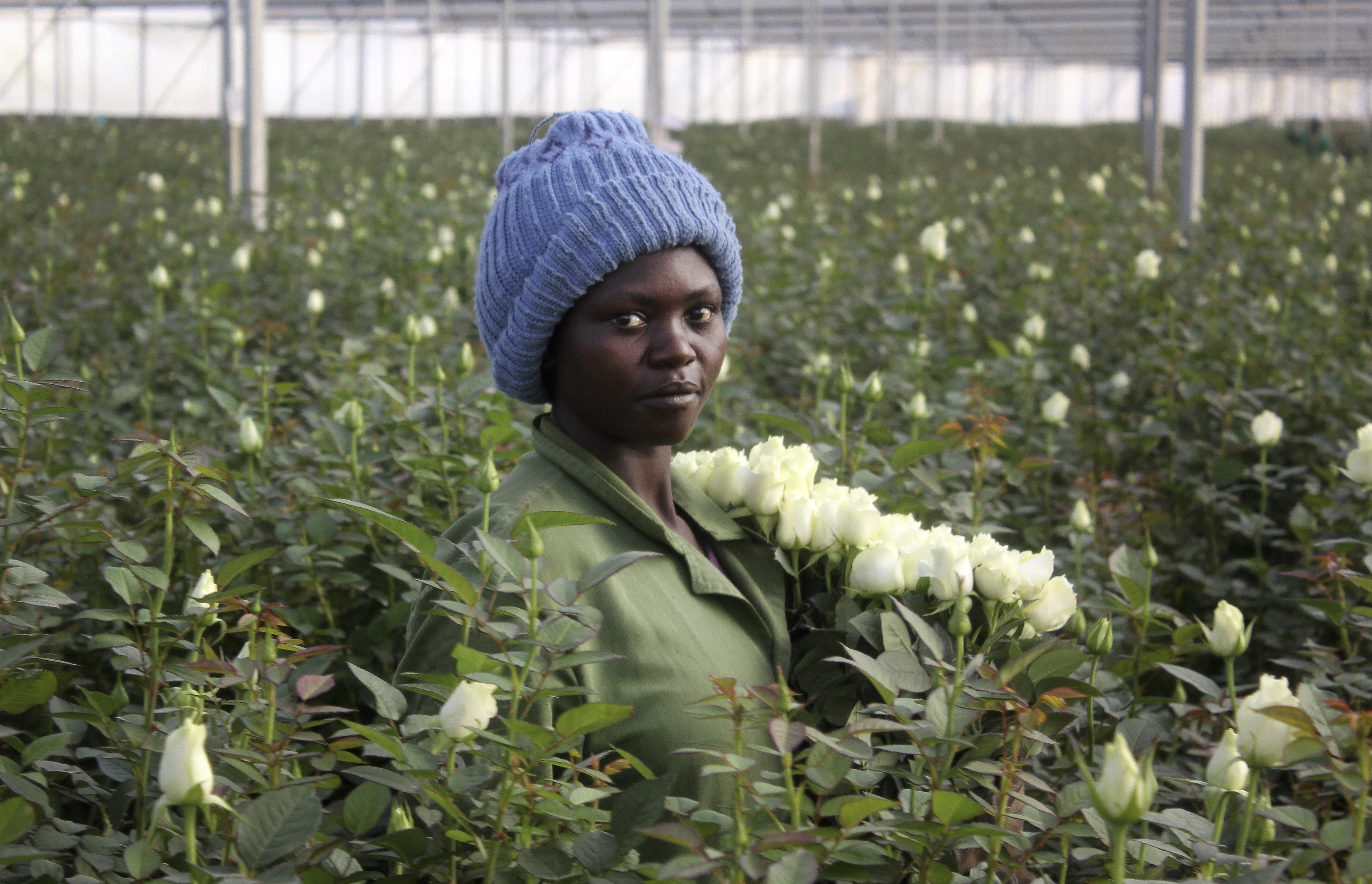PHOTOS: Where Your Roses (Maybe) Came From | WBUR