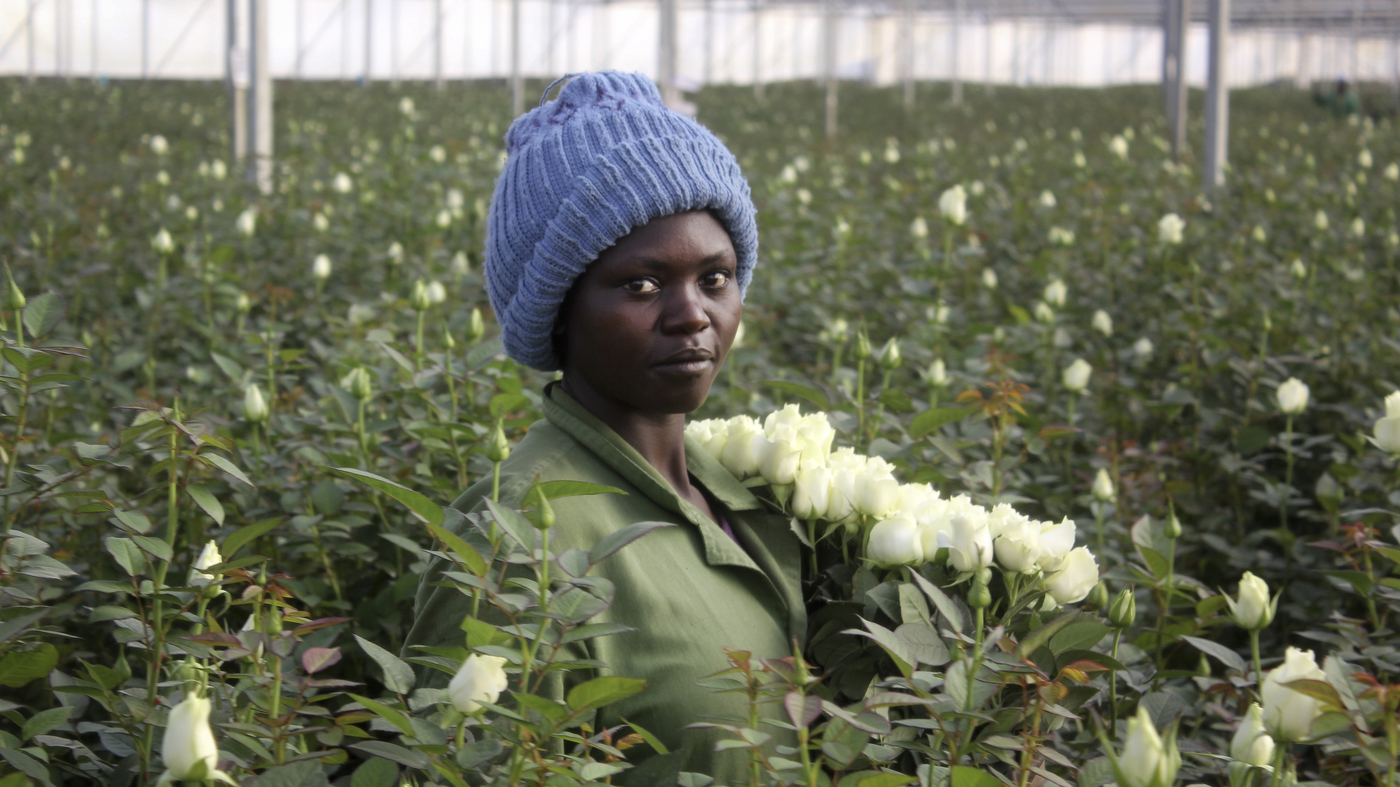 PHOTOS: Where Your Roses (Maybe) Came From : The Two-Way : NPR