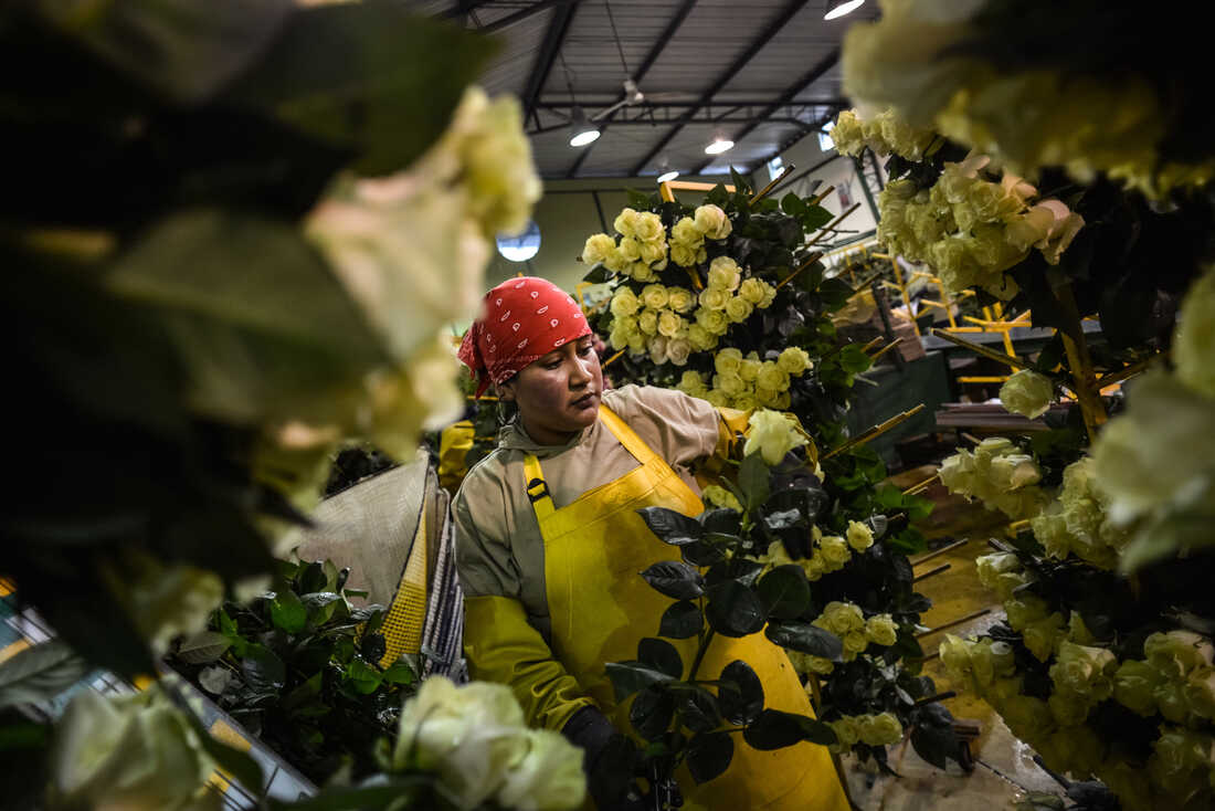 PHOTOS: Where Your Roses (Maybe) Came From : The Two-Way : NPR