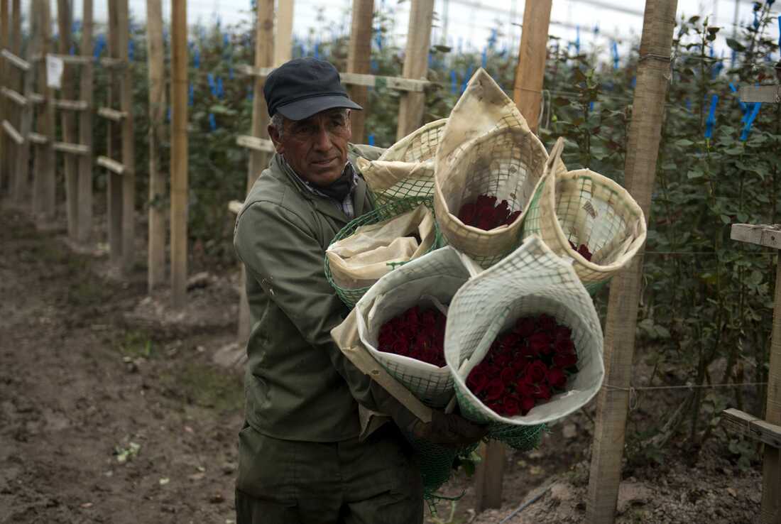 PHOTOS: Where Your Roses (Maybe) Came From : The Two-Way : NPR