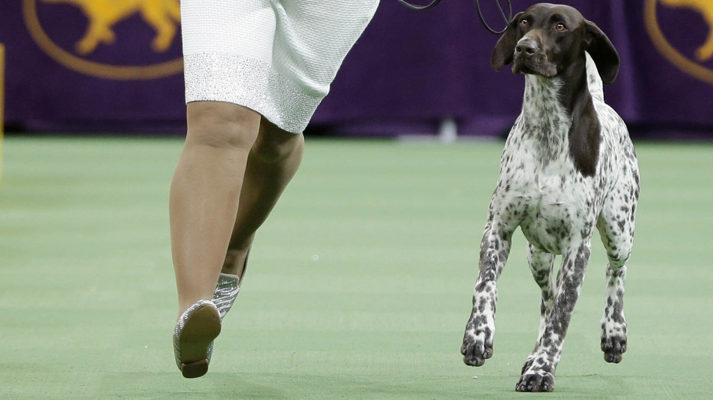 German Shorthaired Pointer Wins Westminster's Best In Show : The Two ...