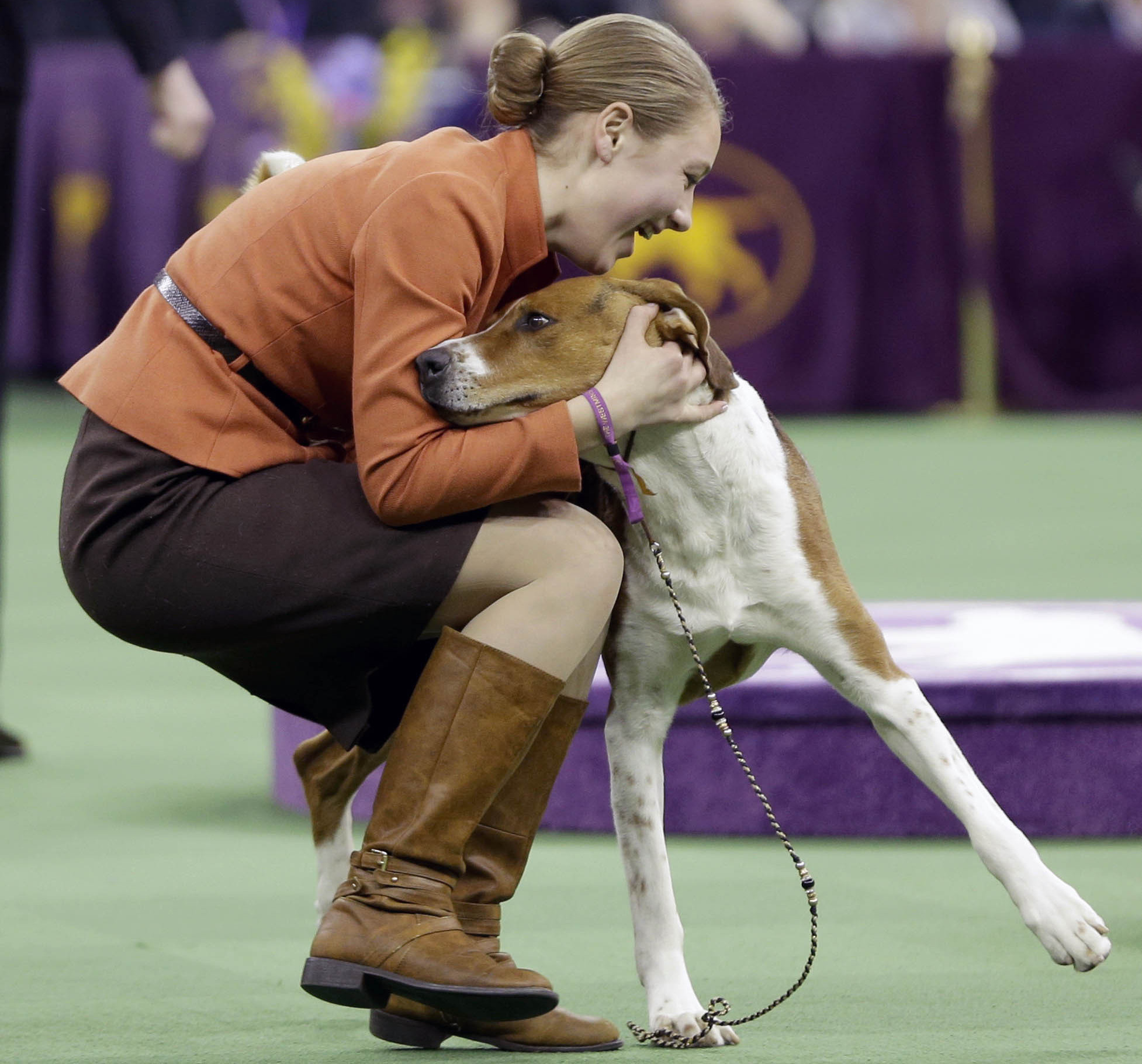 German Shorthaired Pointer Wins Westminster's Best In Show | WBUR