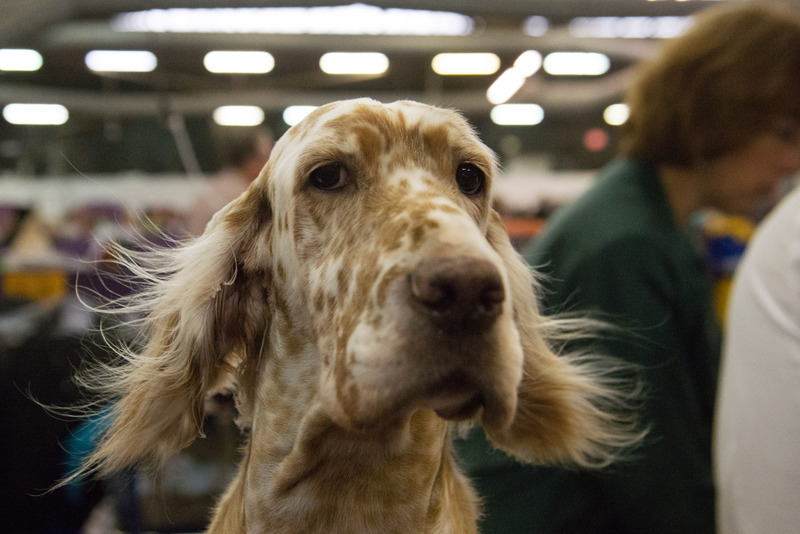 German Shorthaired Pointer Wins Westminster's Best In Show : The Two ...