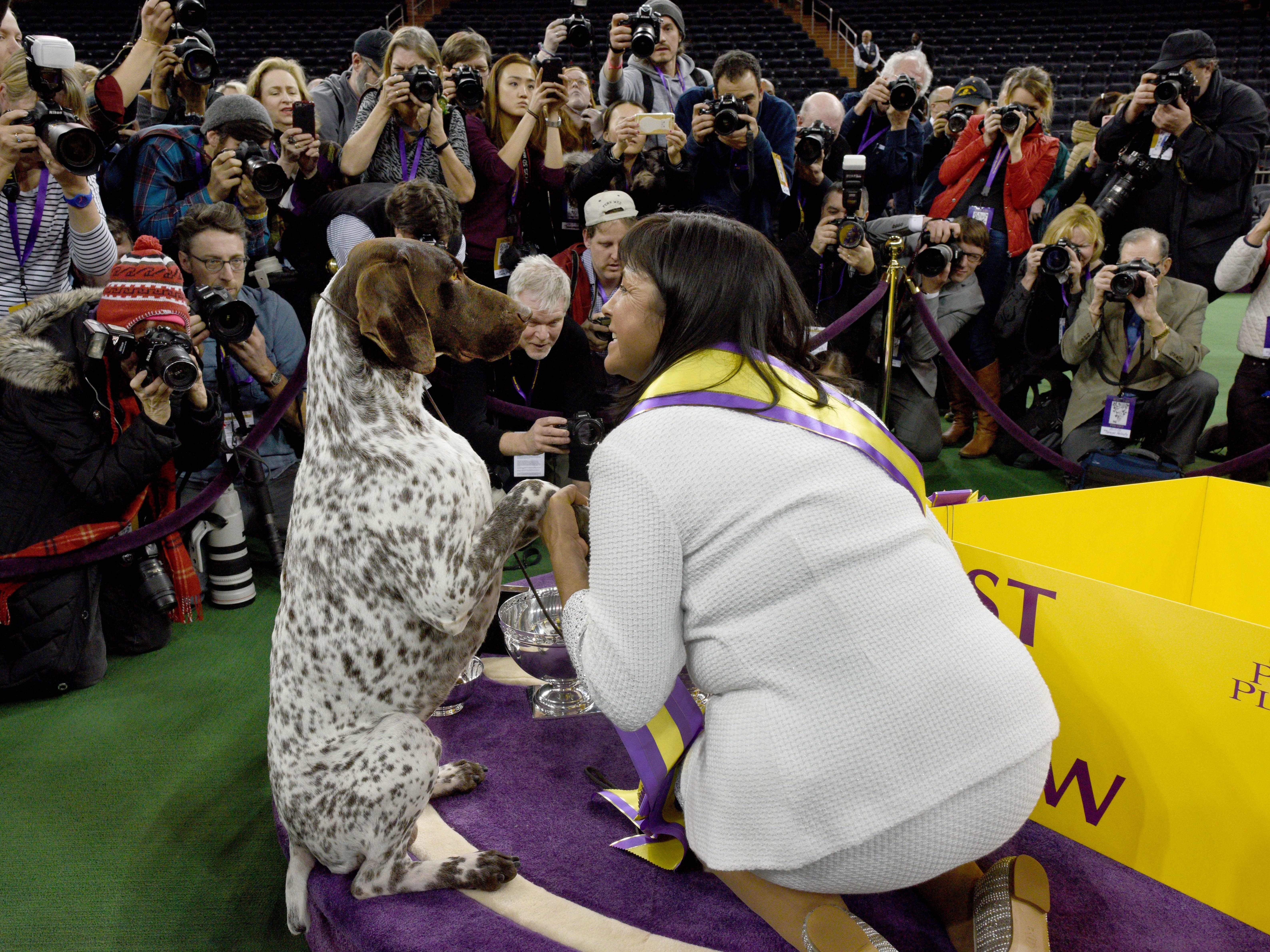 German Shorthaired Pointer Wins Westminster's Best In Show