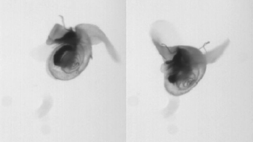 WATCH: Incredible Tiny Snail Beats Its Watery Wings And 'Flies' : The ...