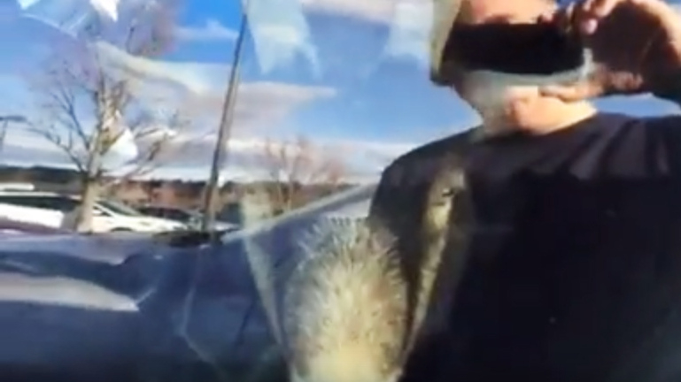 A Viral Video Shows A Goat In A Car Who Turned On The Hazard Lights ...
