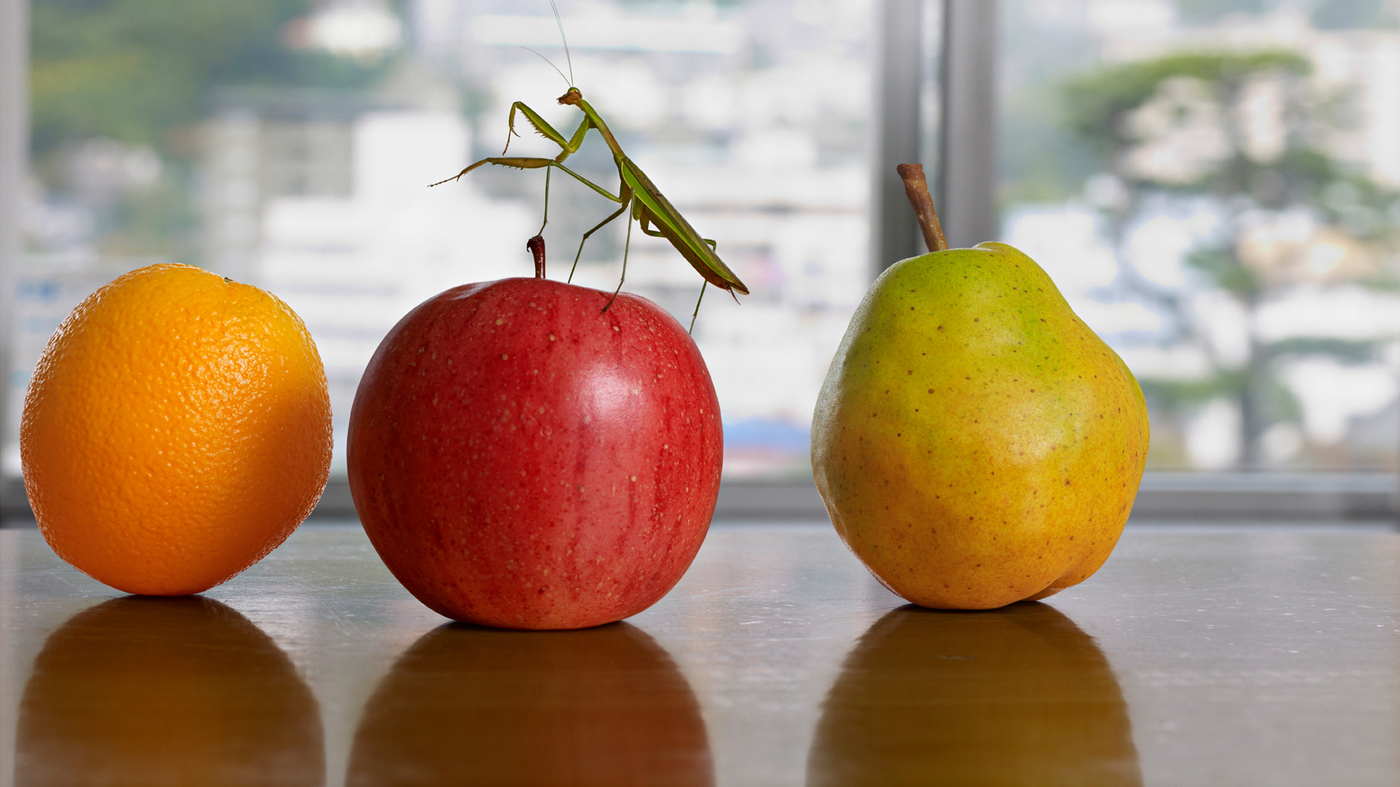 Artisanal Plastic: Japan's Fake Food Is A Real Art : The Salt : NPR