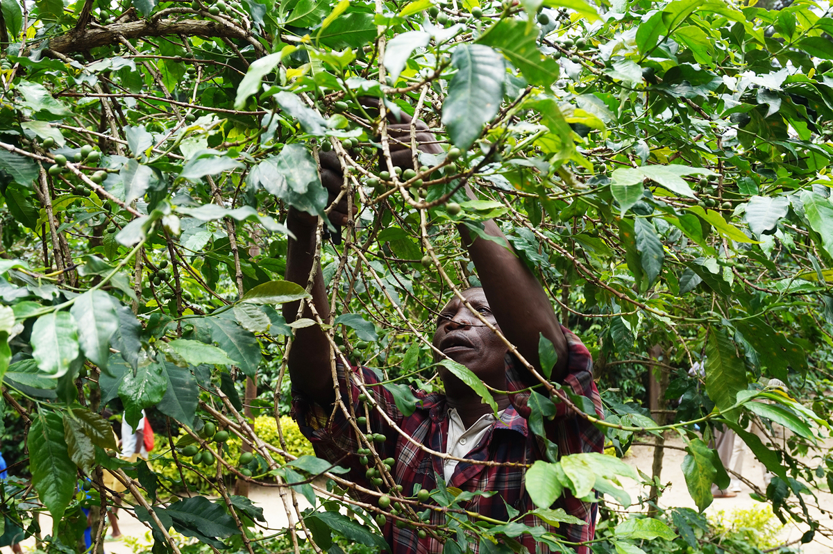 Rwanda Tries To Persuade Its Citizens To Drink The Coffee They Grow ...
