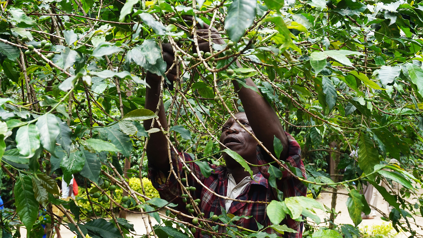 Rwanda Tries To Persuade Its Citizens To Drink The Coffee They Grow ...