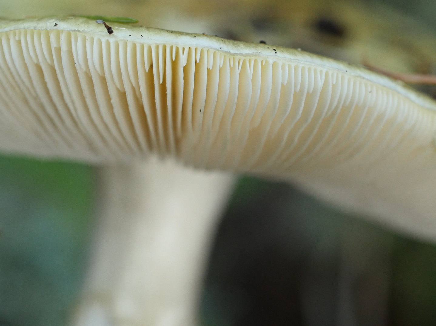 In California, Poisonous Death Cap Mushrooms Are The Forager's Bane ...