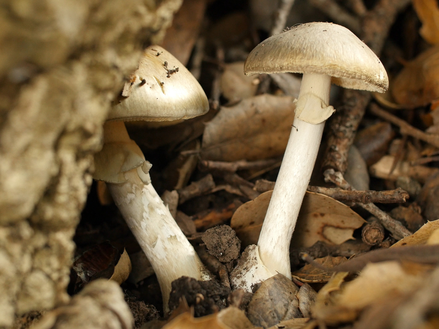 In California, Poisonous Death Cap Mushrooms Are The Forager's Bane ...