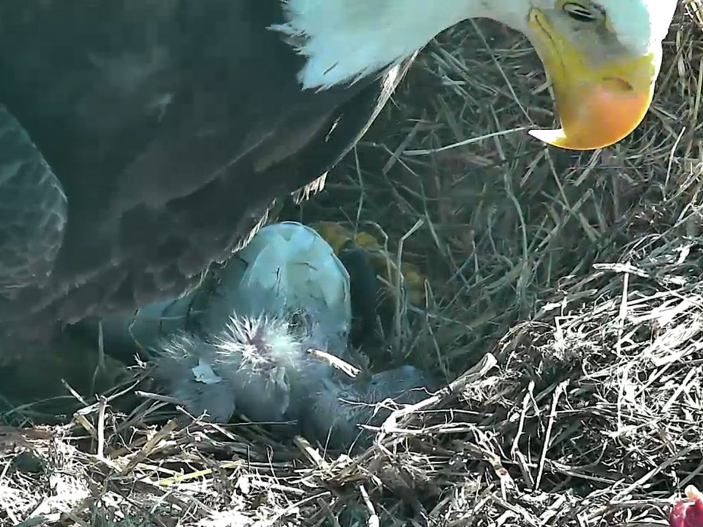Hatched! Eaglet Emerges From Its Egg On D.C. Eagle Cam | NCPR News