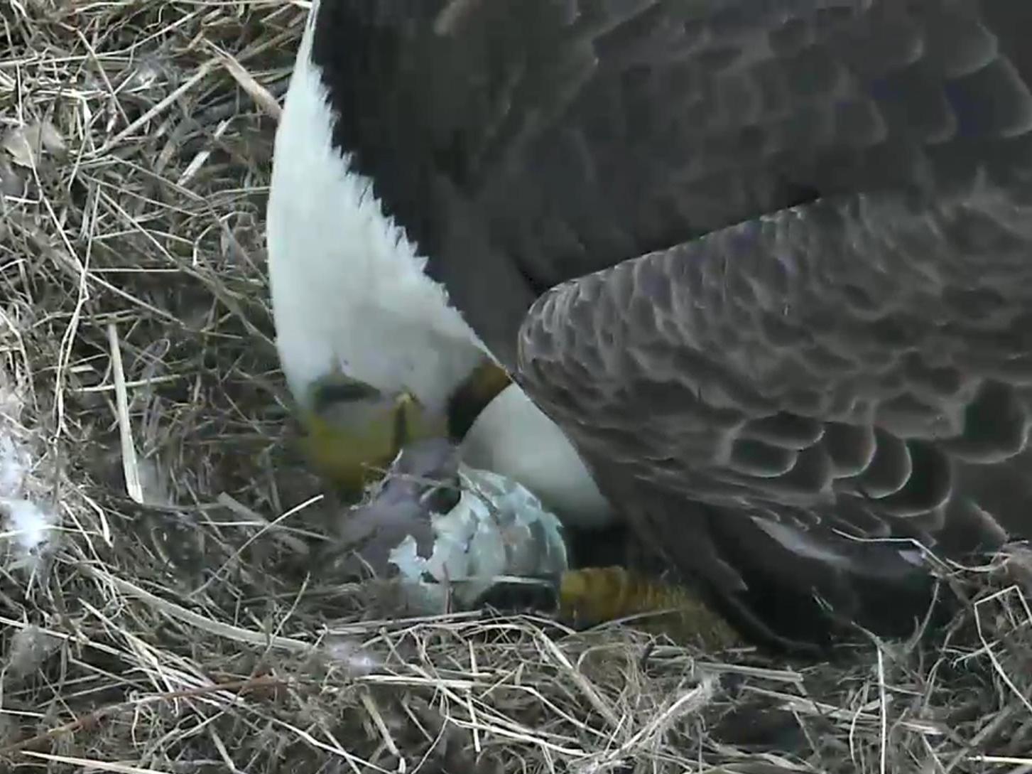 Hatched! Eaglet Emerges From Its Egg On D.C. Eagle Cam | NCPR News