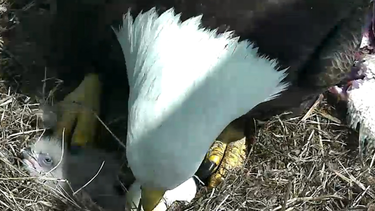 Eagle Egg Hatching