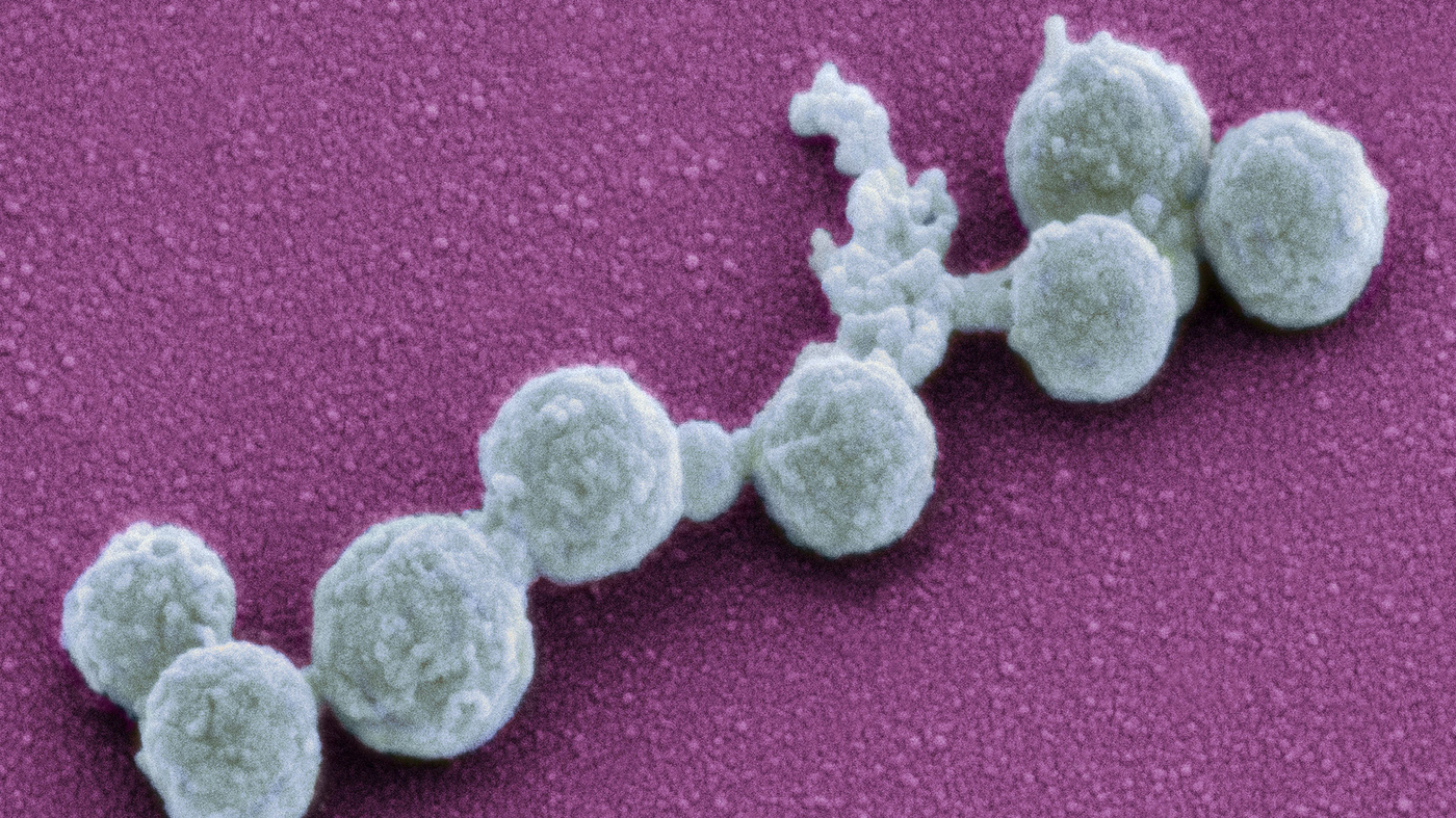 Scientists Build A Live, No-Frills Cell That Could Have A Big Future ...