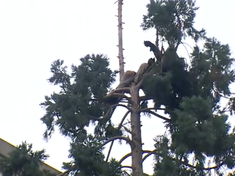 Man In Tree In Seattle Climbs Down : The Two-Way : NPR