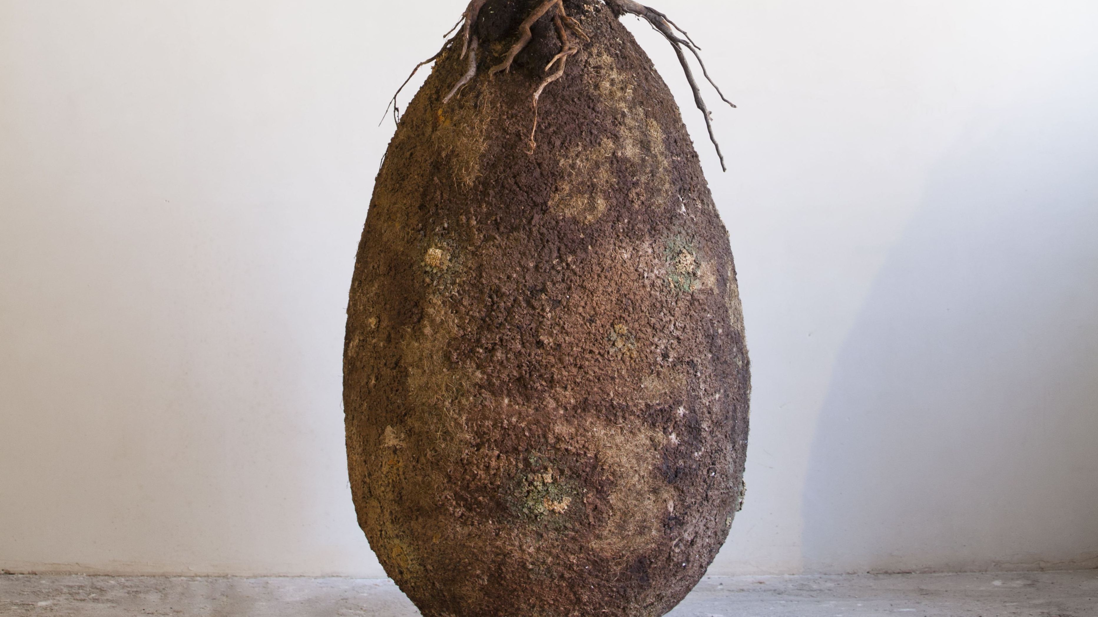 Would You Opt For An Organic Pod Burial? : 13.7: Cosmos And Culture : NPR