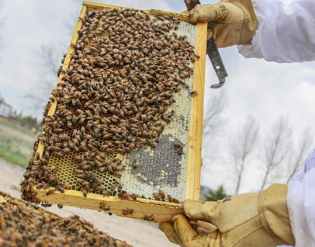 Adopt A Beehive — Save A Beekeeper? : The Salt : NPR