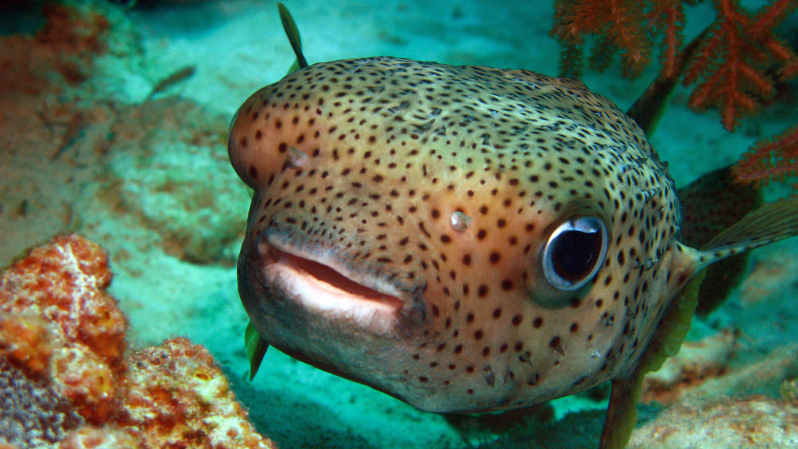 WATCH: Ensnared Porcupinefish's Pal 'Keeps Vigil' As Snorkeler Sets It ...