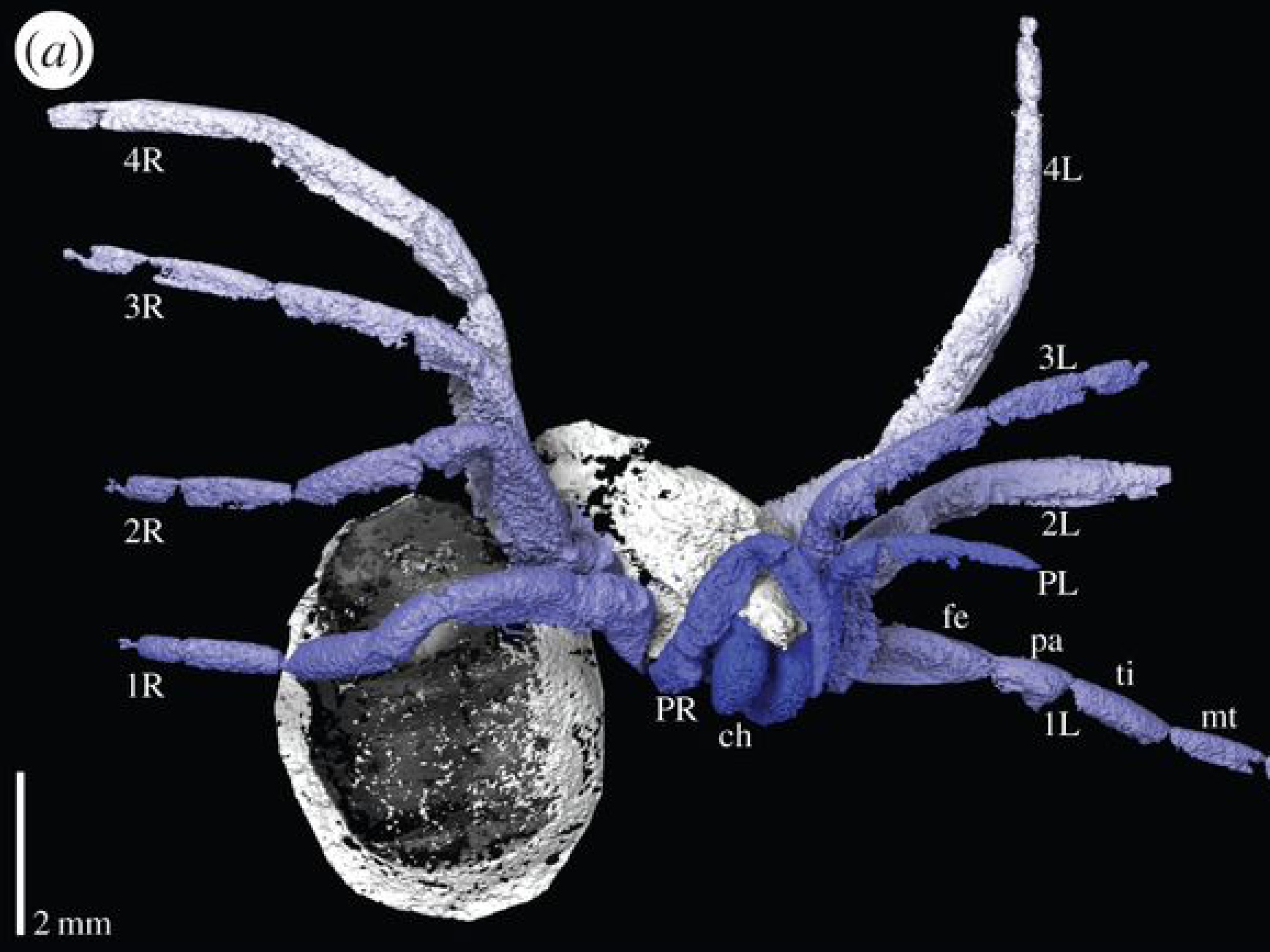 305 Million-Year-Old Fossil A Glimpse Into The Origins Of Spiders ...