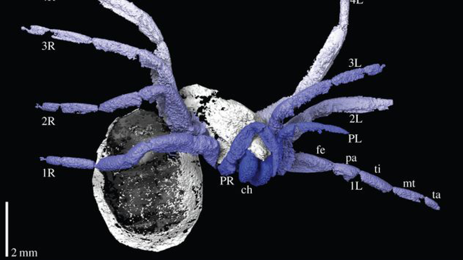 305 Million-Year-Old Fossil A Glimpse Into The Origins Of Spiders : The ...