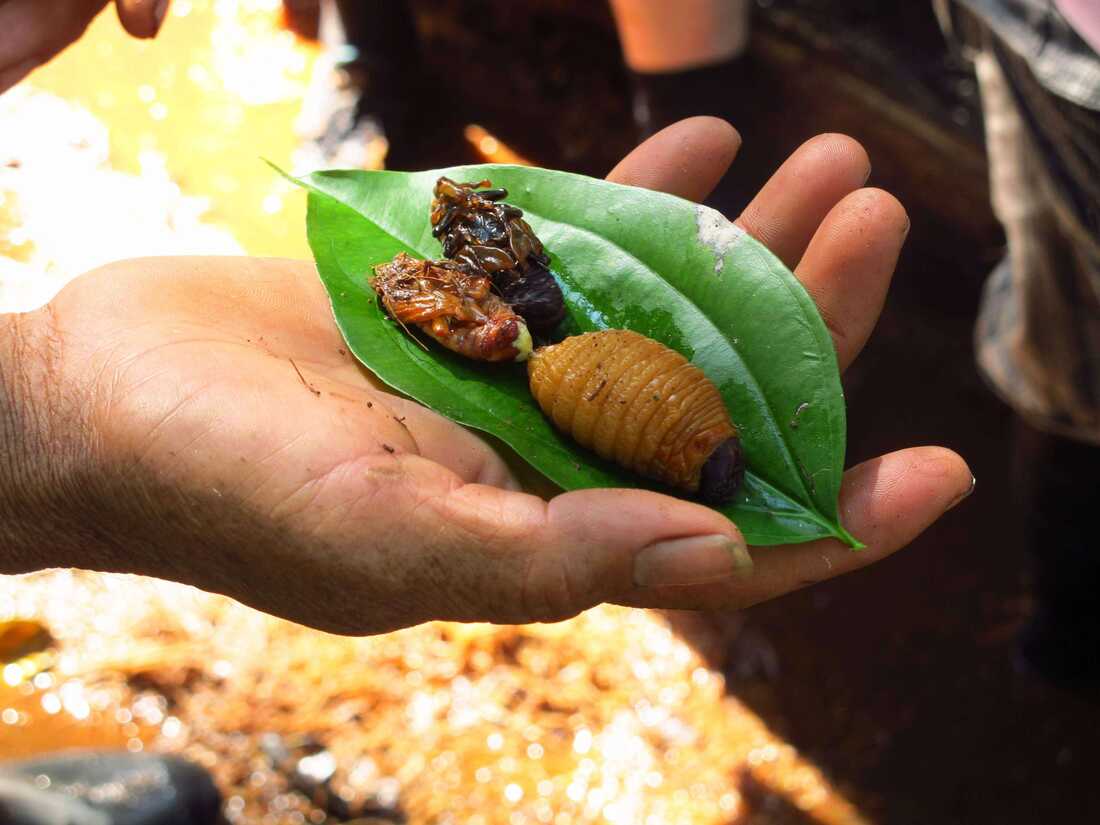 'Bugs' On Film: Digging Into Insect Cuisine : 13.7: Cosmos And Culture ...
