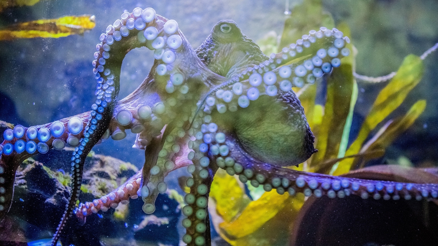 Inky The Octopus's Great Escape : NPR