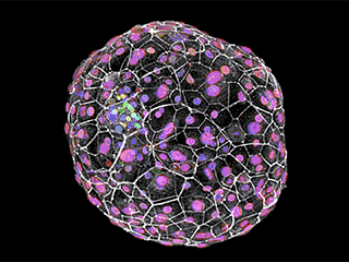 Scientists Keep Human Embryos Alive Longer In The Lab : Shots - Health ...