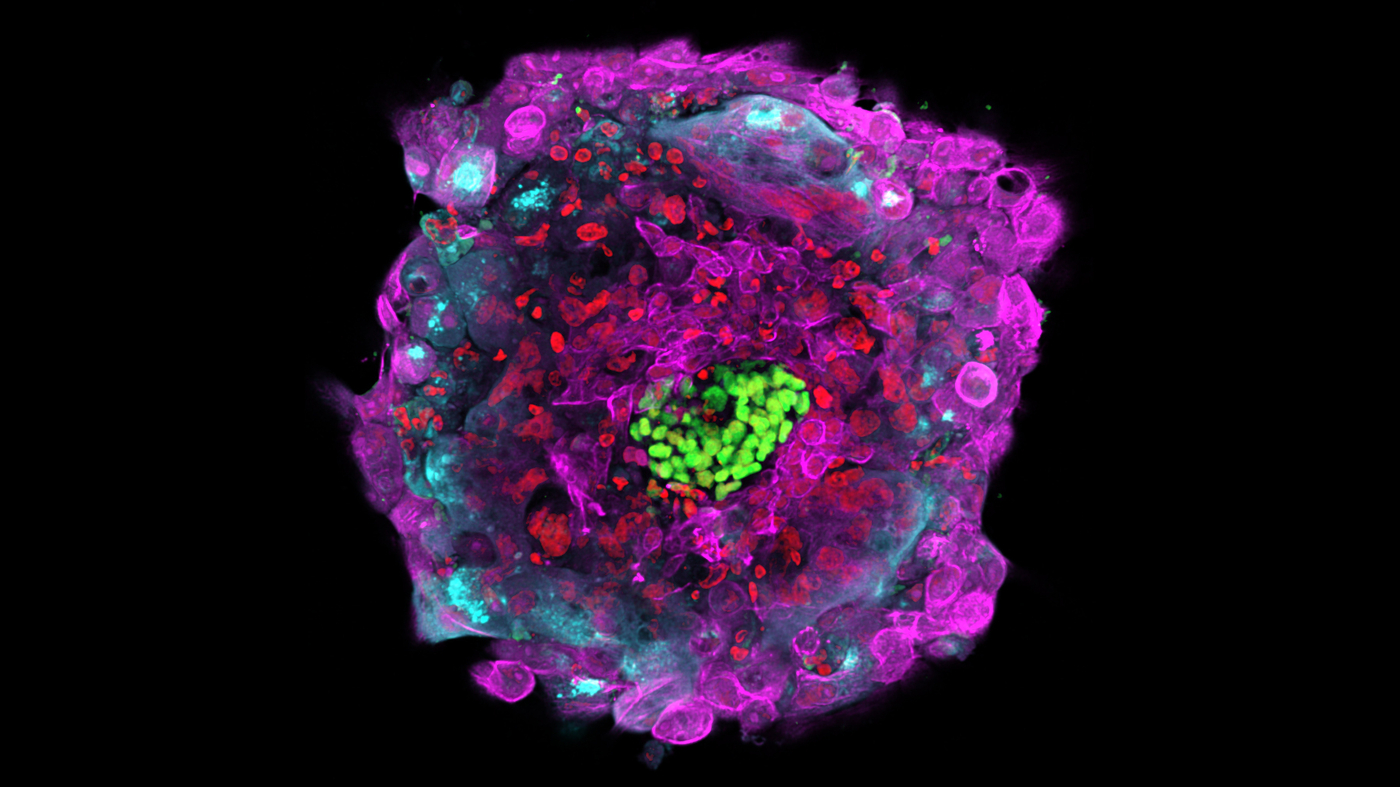 Scientists Keep Human Embryos Alive Longer In The Lab : Shots - Health ...