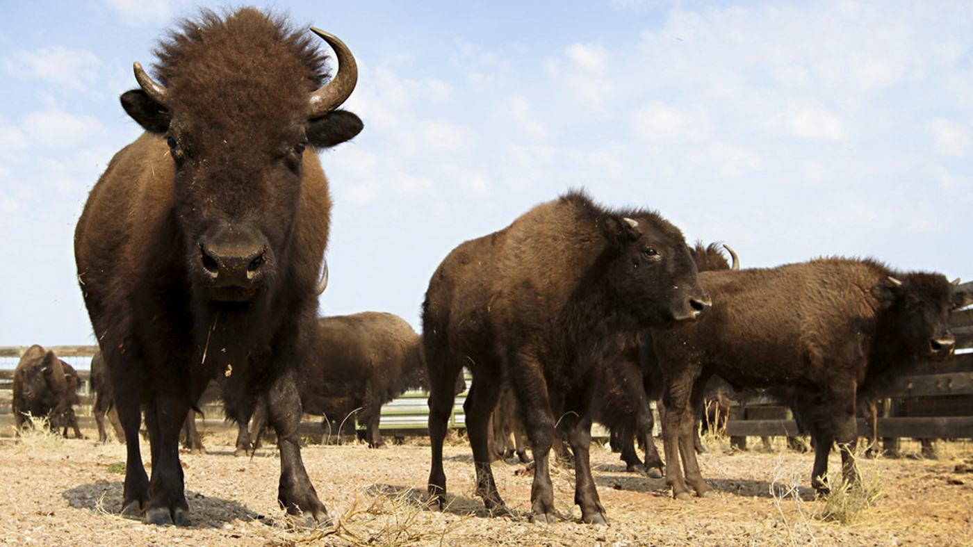 The Bison's Back, But What For? : NPR
