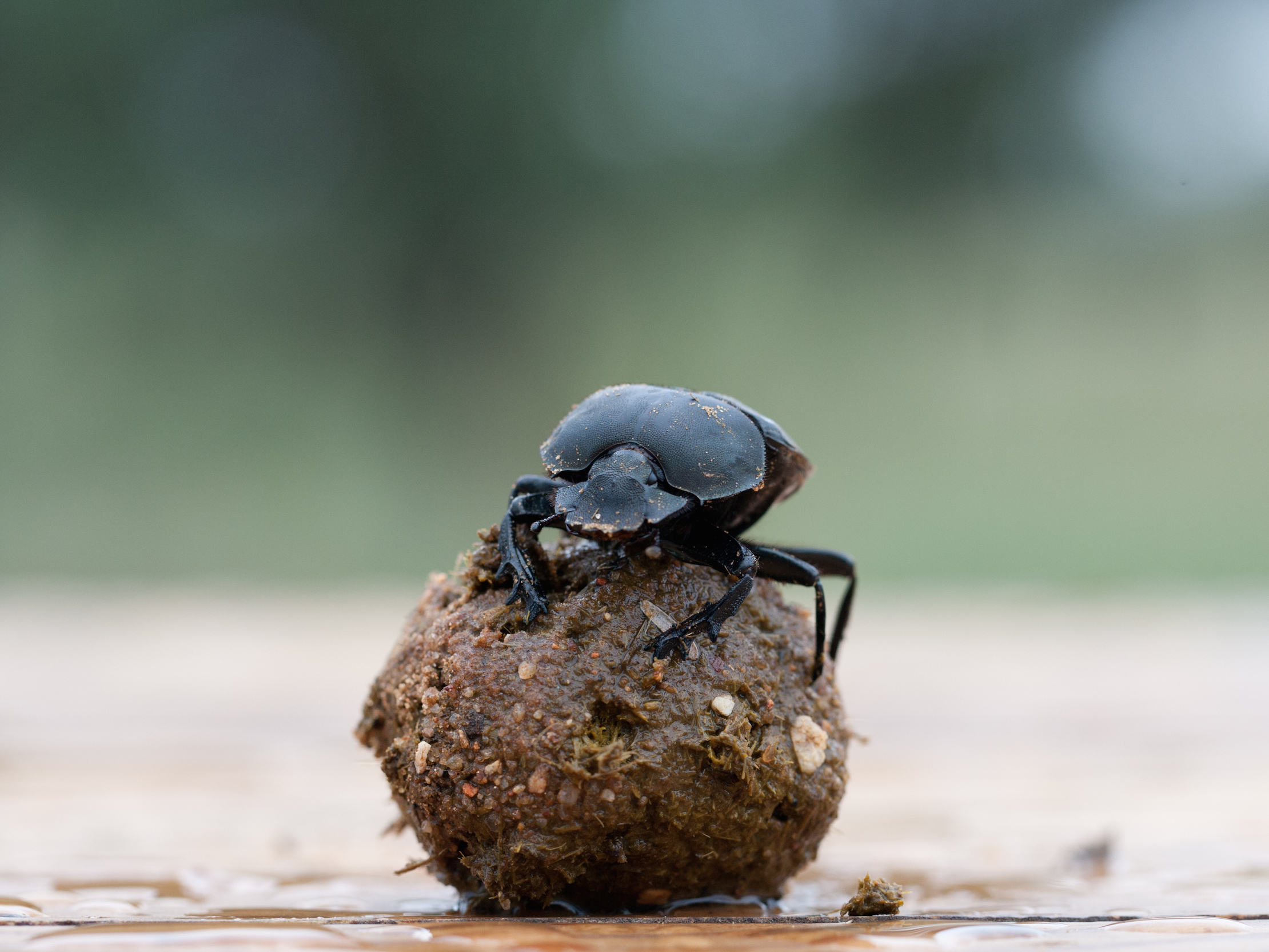 Dung Beetles