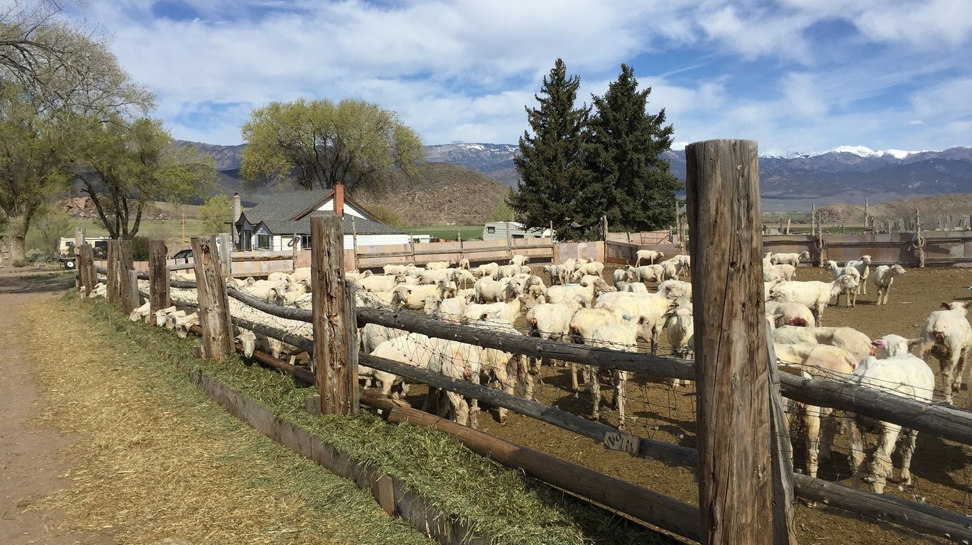 Even With Bundy Behind Bars, 'Range War' Lives On For Some Ranchers : NPR