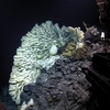 Australia Deep Sea Exploration Yields Hundreds Of Undiscovered Species ...