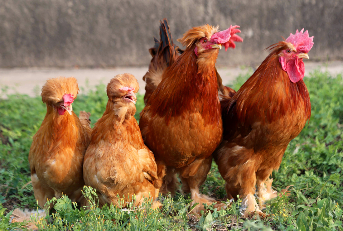 Bearded Chickens: Geneticists In China Have Discovered The Cause : The ...