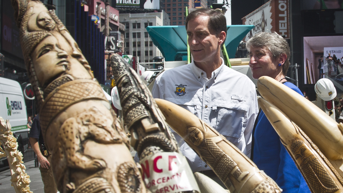 New U.S. Ban On Ivory Sales To Protect Elephants : The Two-Way : NPR