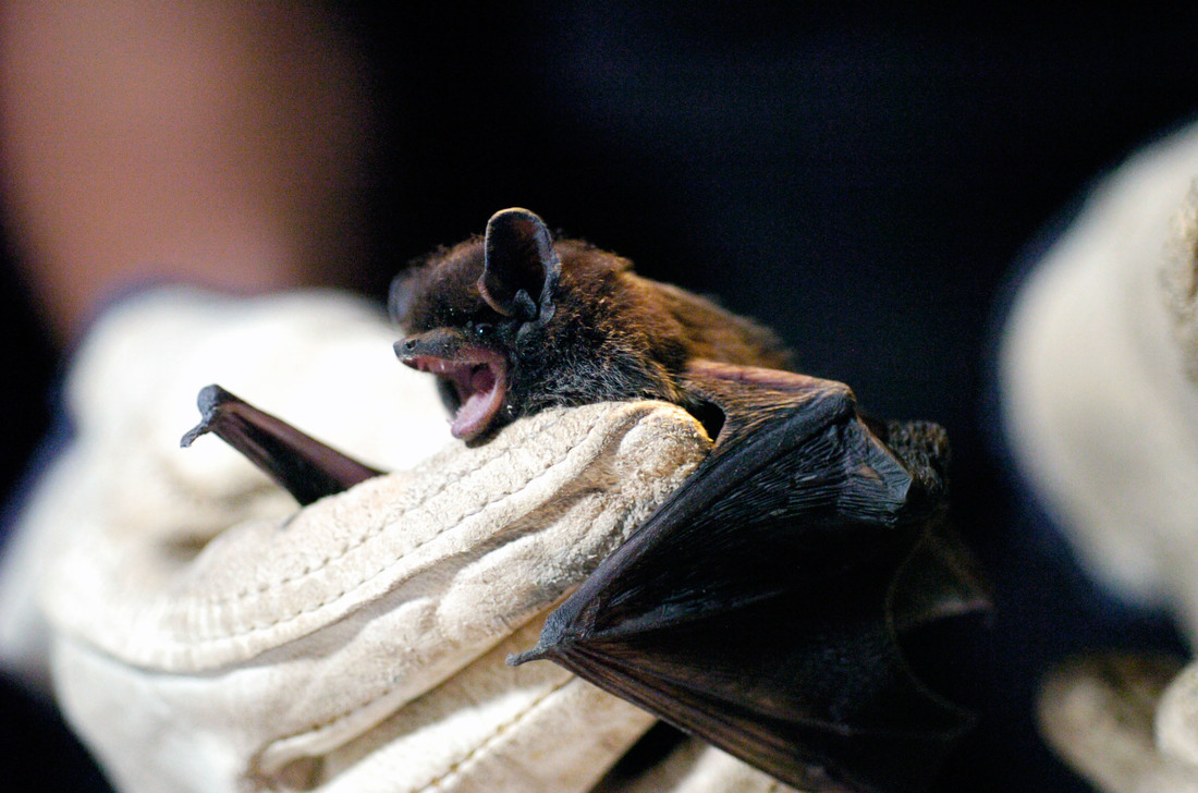 A Woman Dies Of Rabies After Waking Up To Find A Bat In Her Bed : Shots ...