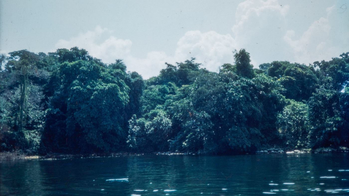 When Zika Virus Made Headlines, Researchers Dug Up The Archive Of The ...