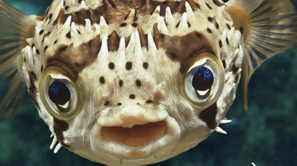 Fresh Air for June 20, 2016 : NPR