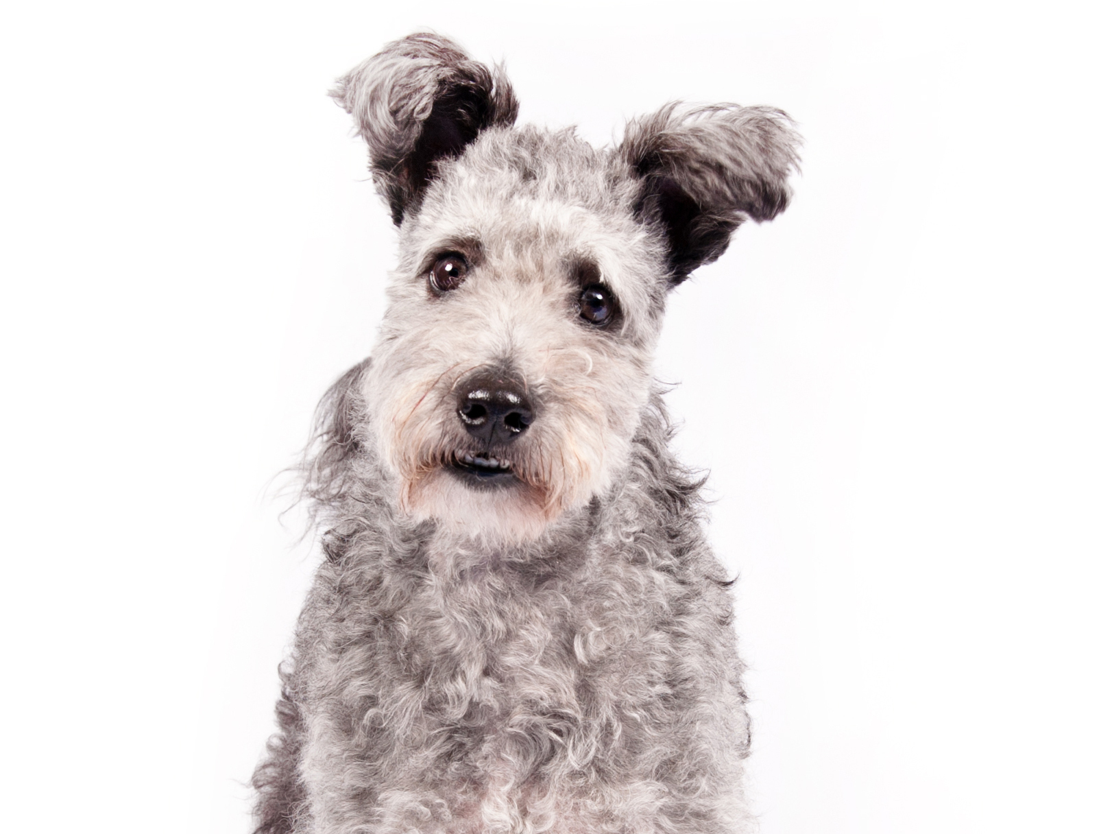 'Intelligent' And 'Whimsical': The Pumi Dog Breed Gains Full U.S ...