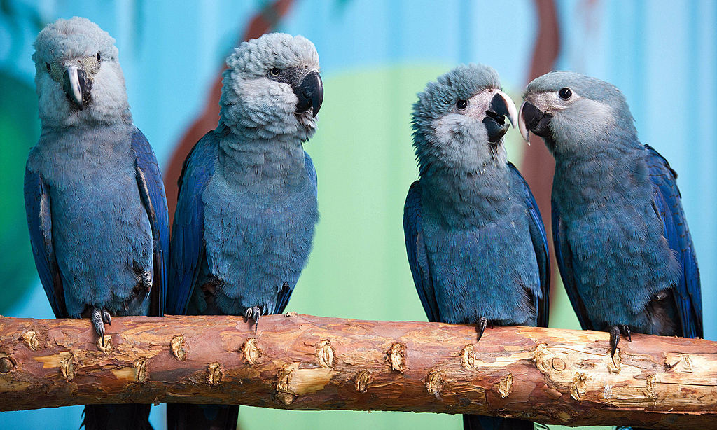 Rare parrot store