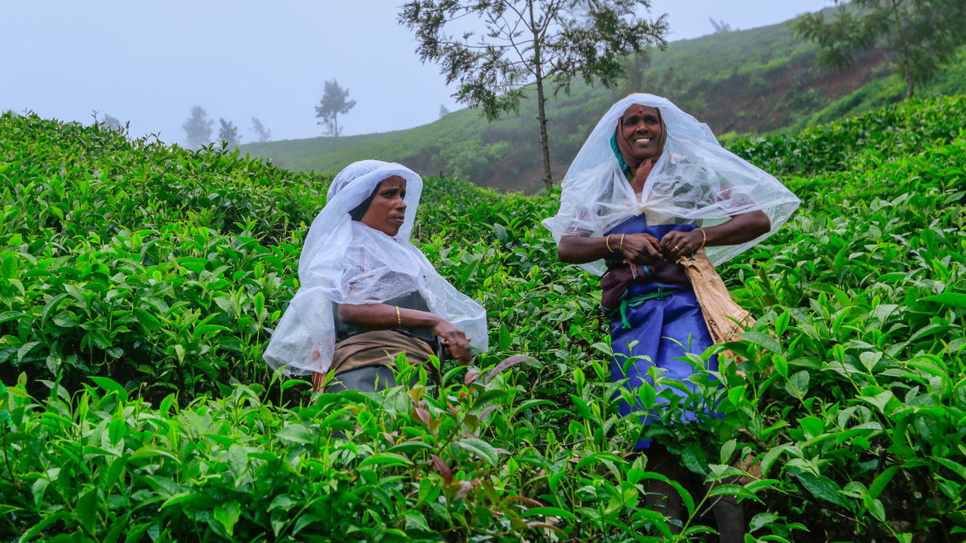 Female Tea Workers In One Indian State Fight For — And Wiin — An ...